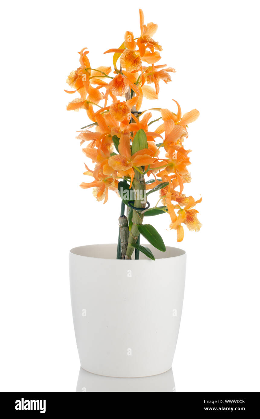 Beautiful pink dendrobium flower in white flowerpot on white background ...