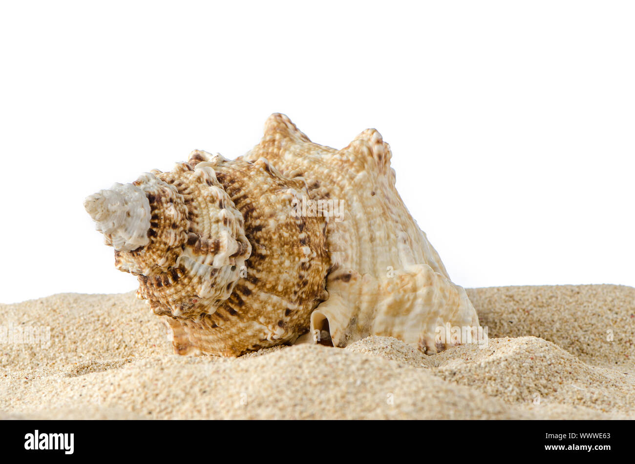 Conch shell on an tropical beach sand isolated on white background ...