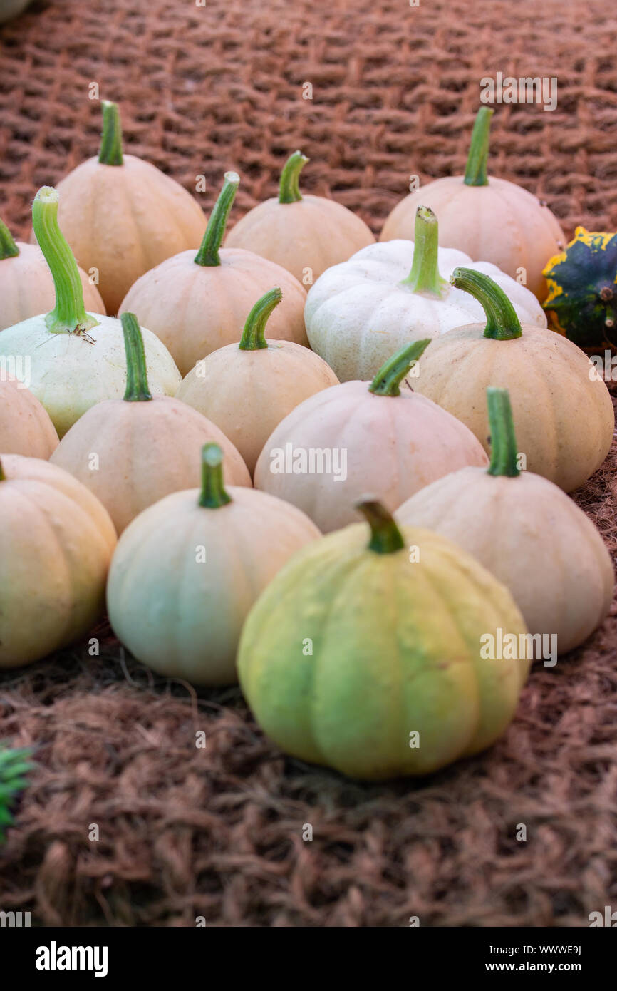 Baby boo squash hi-res stock photography and images - Alamy