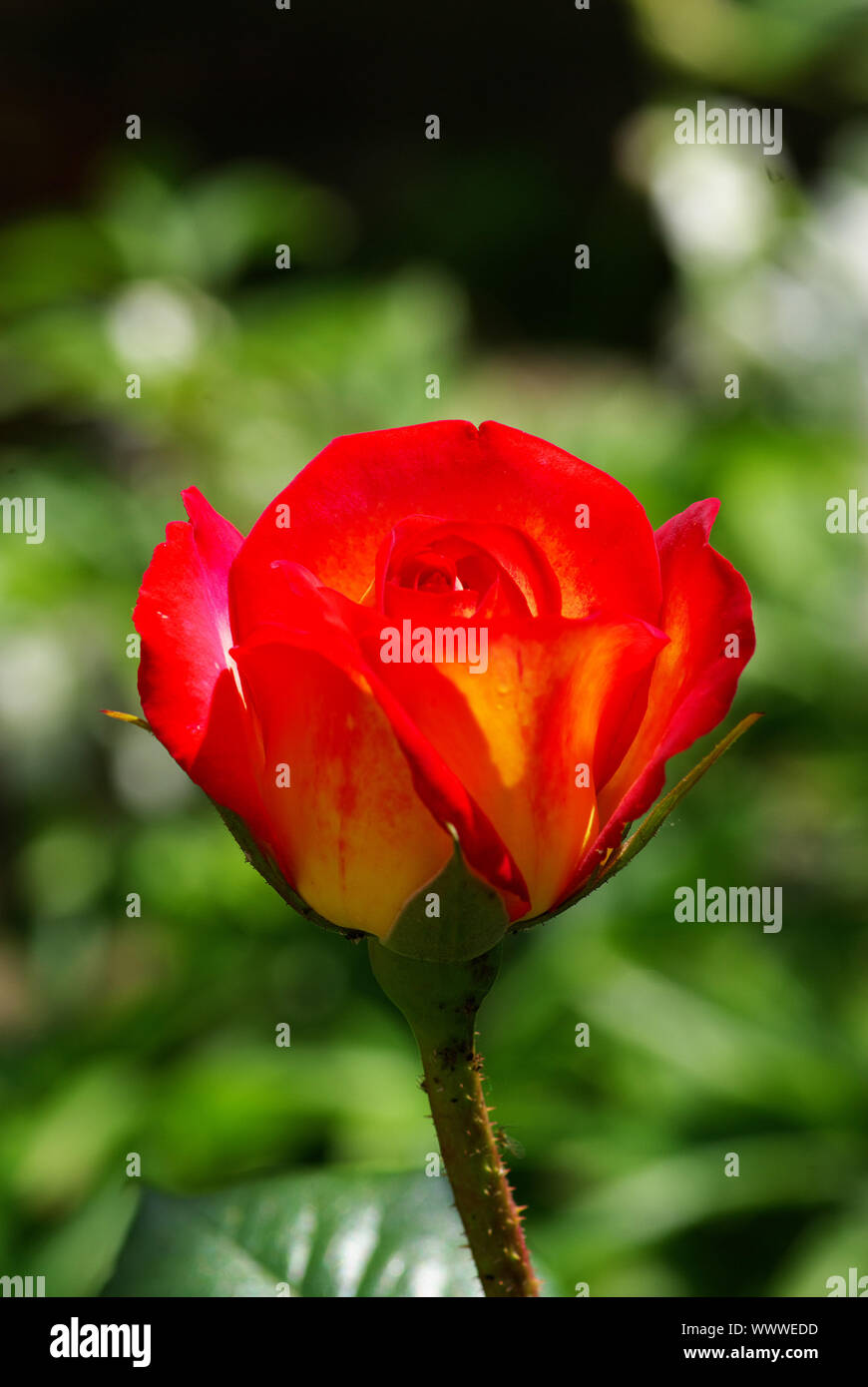 a close-up of a red rose Stock Photo - Alamy