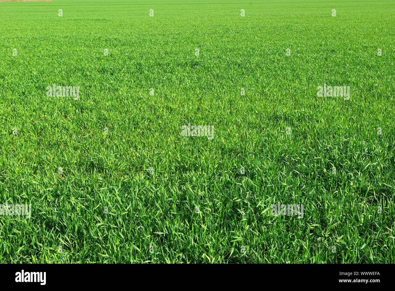 Green grass texture from a field Stock Photo - Alamy