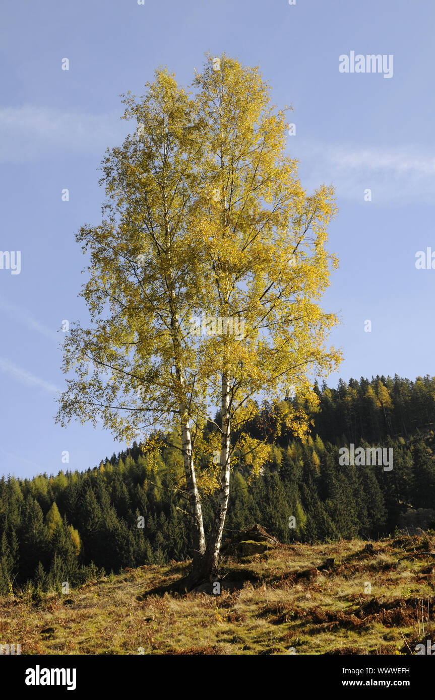 Birch in the Wimmertal valley Stock Photo - Alamy