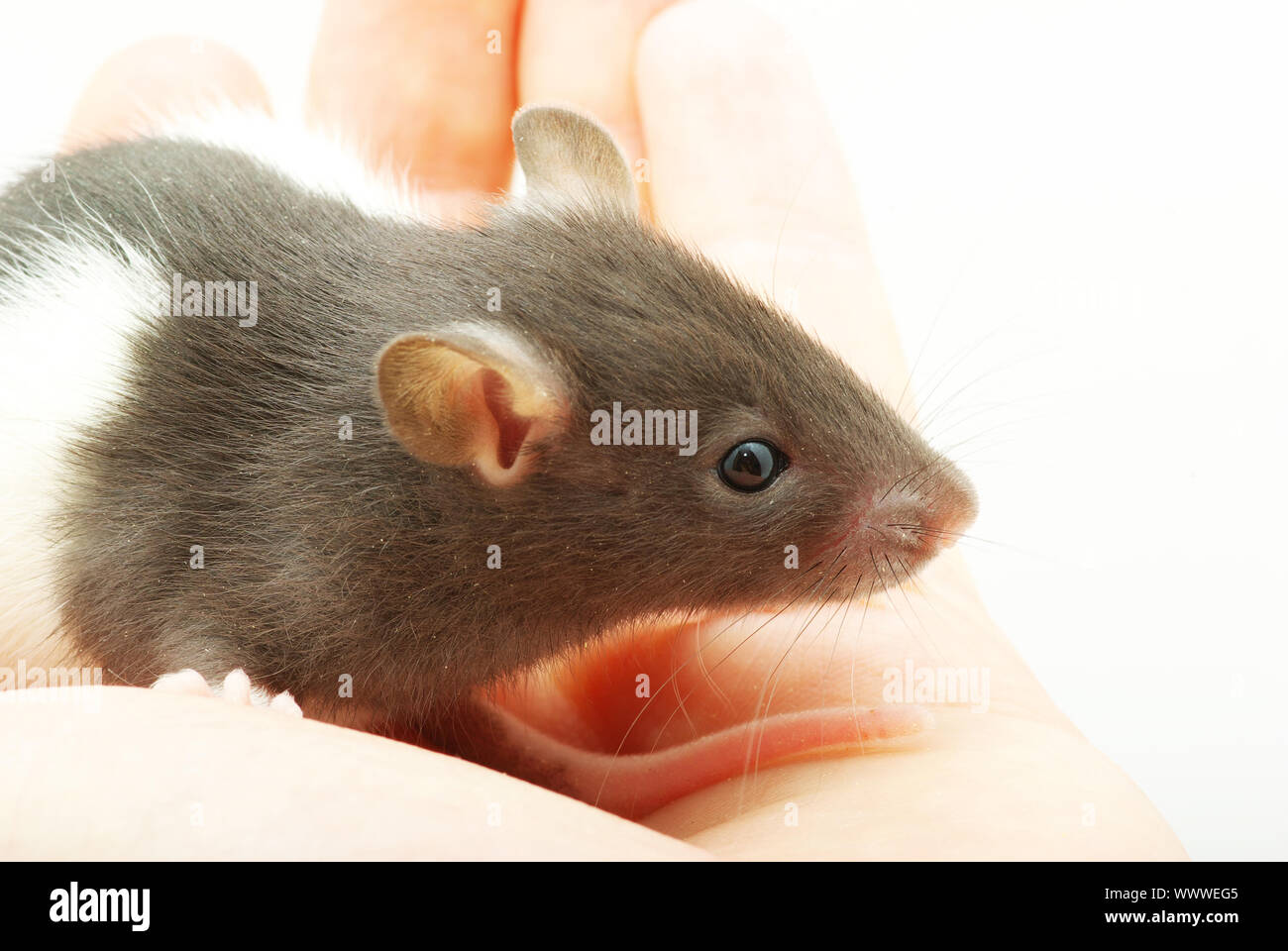 funny rat isolated on white background Stock Photo - Alamy
