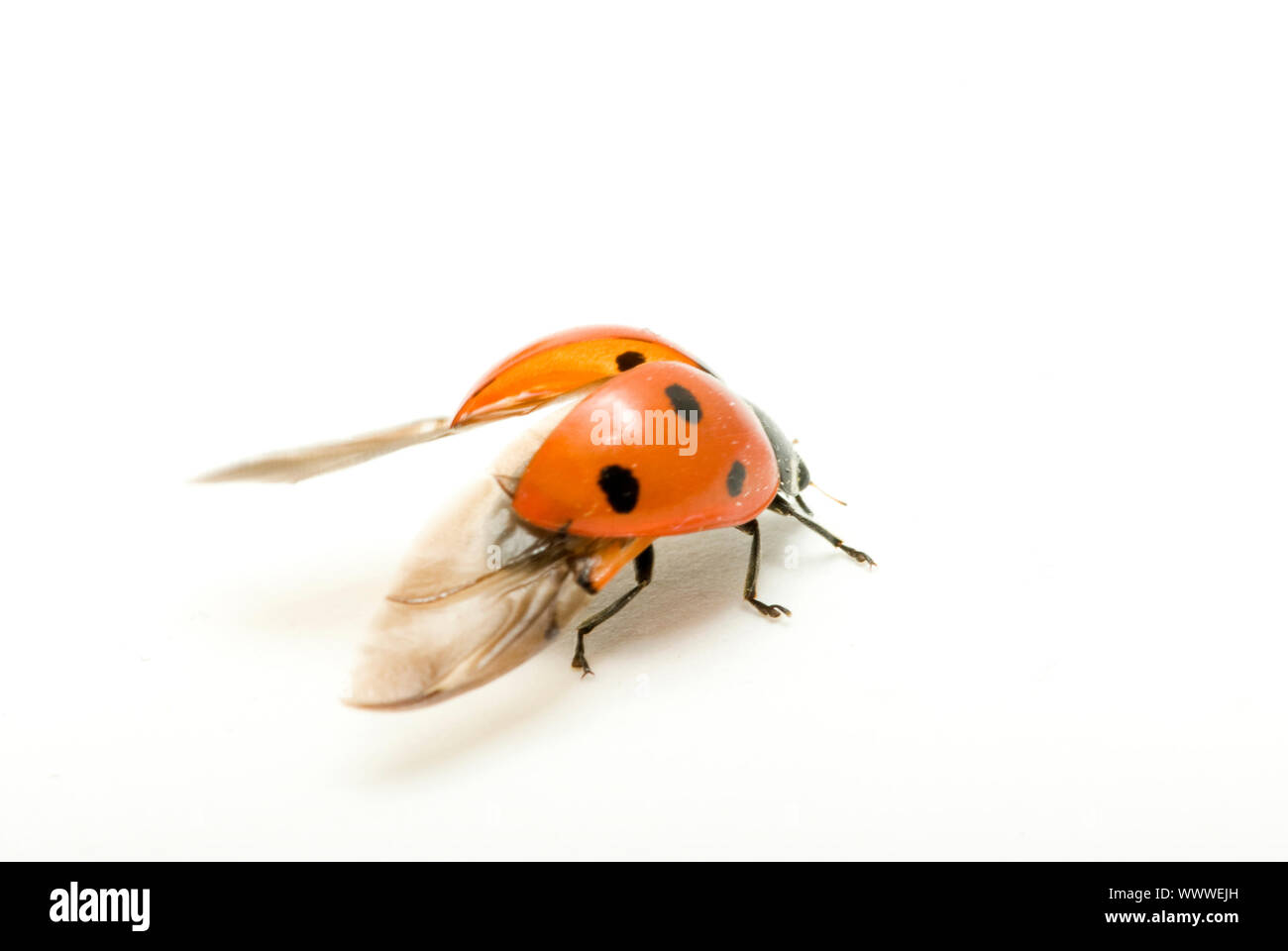 red ladybug isolated on white Stock Photo - Alamy