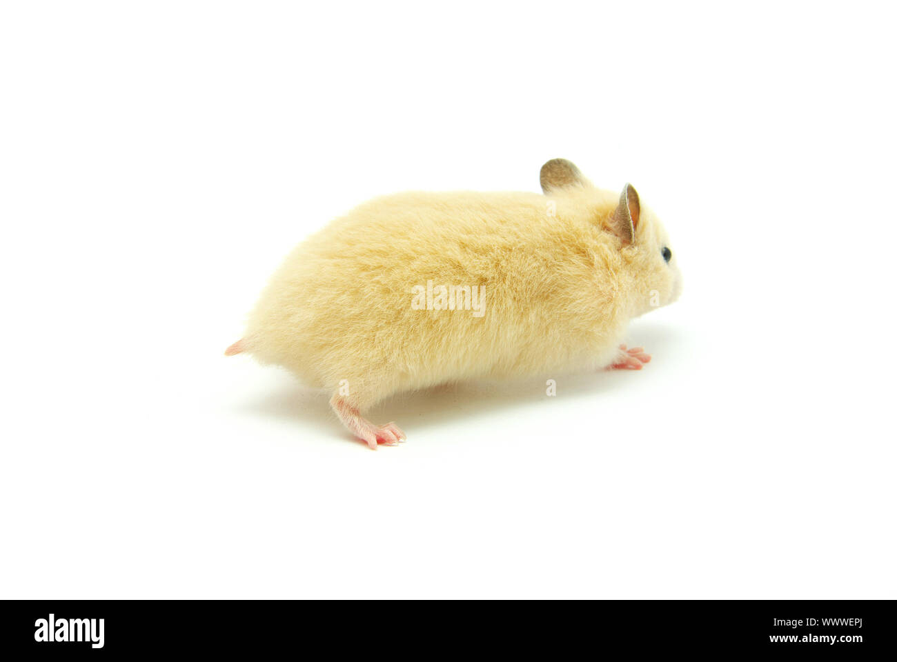 Hamster in front of a white background Stock Photo - Alamy