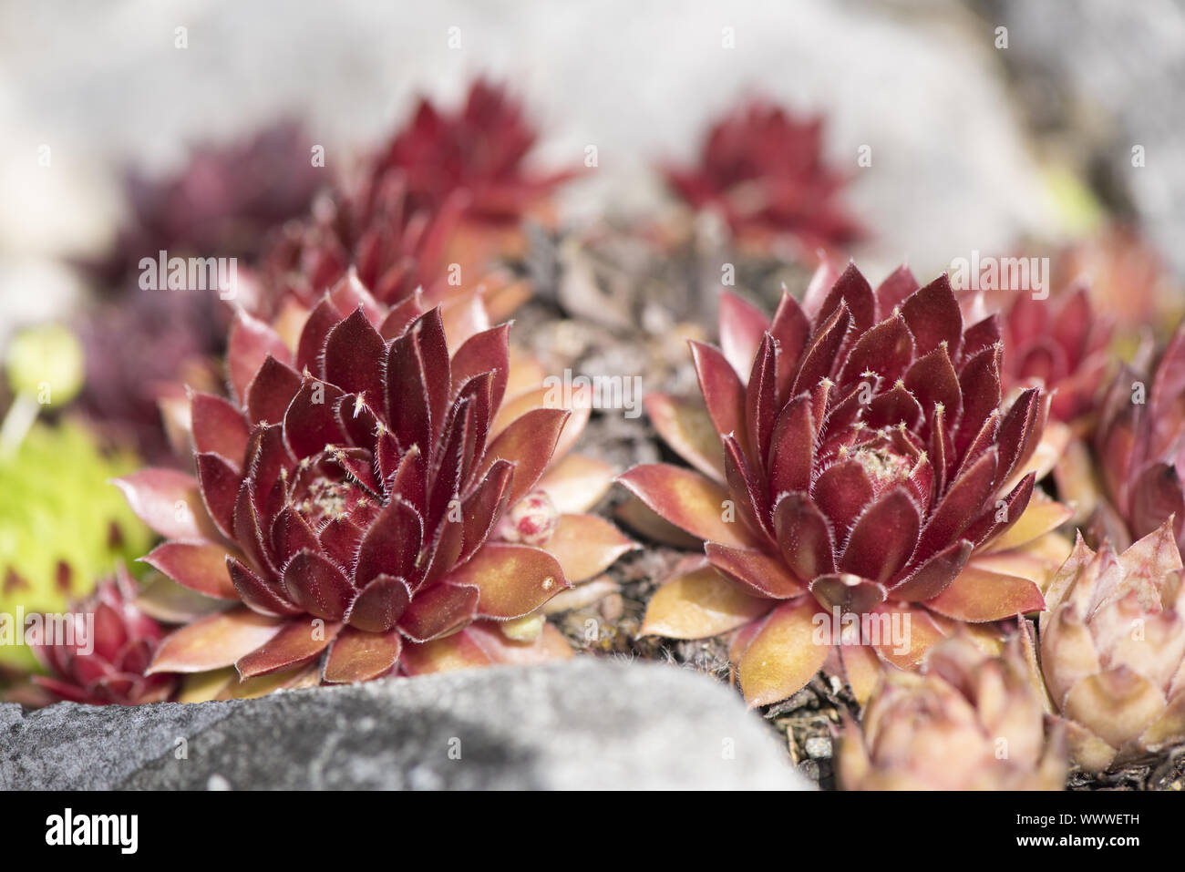 Houseleek hi-res stock photography and images - Alamy