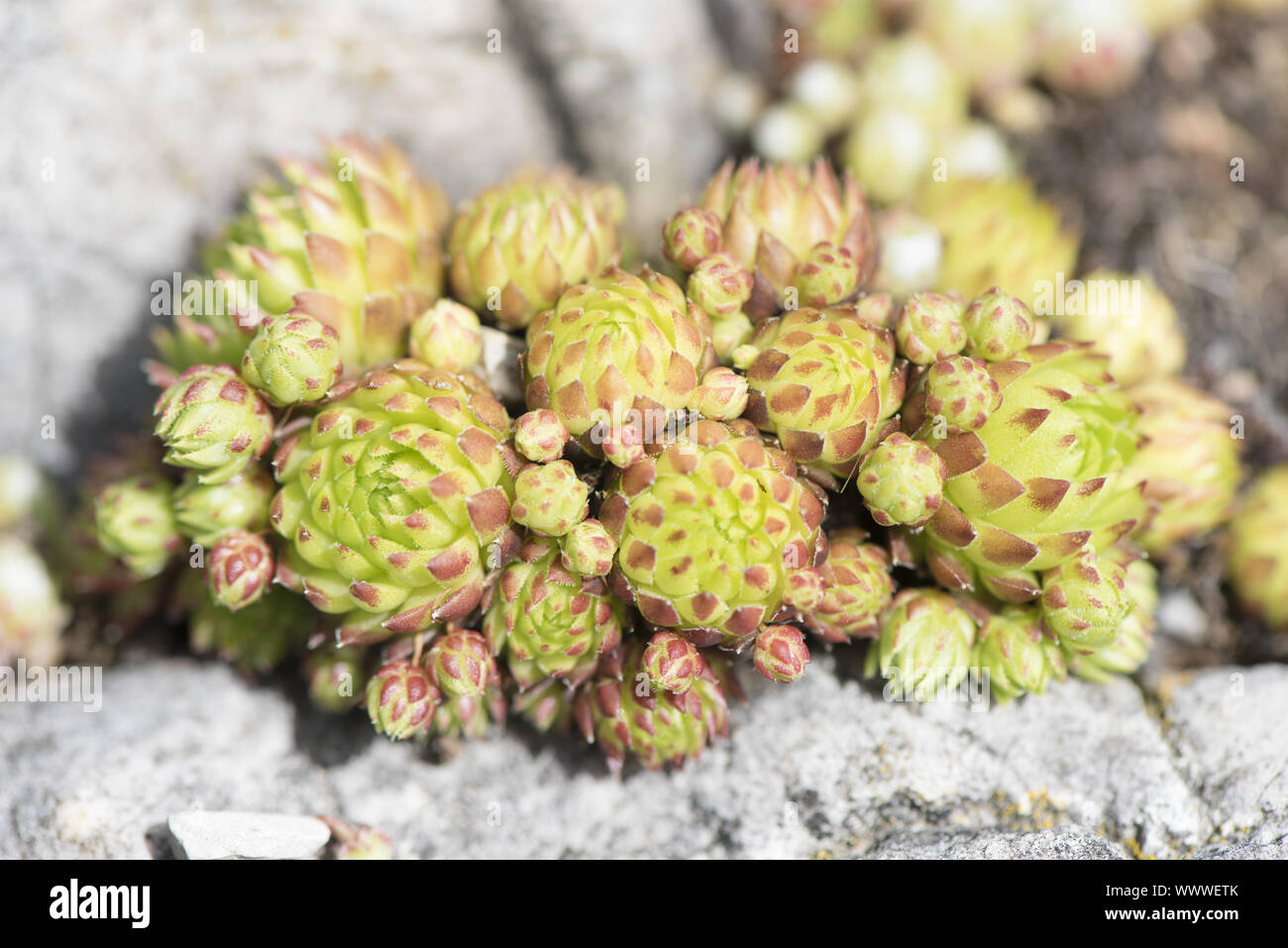 Houseleek hi-res stock photography and images - Alamy