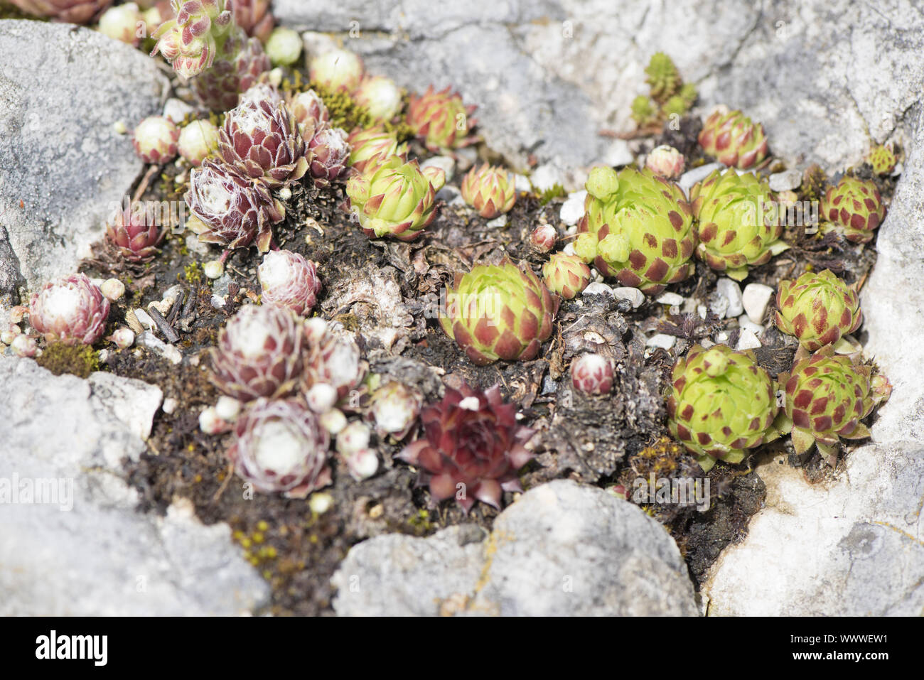 Sempervivum houseleek hi-res stock photography and images - Alamy