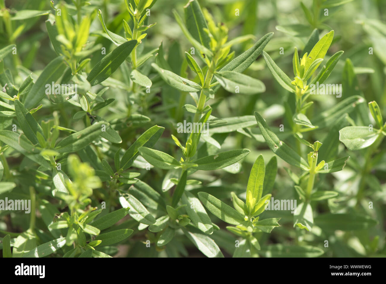 Hyssop hi-res stock photography and images - Alamy