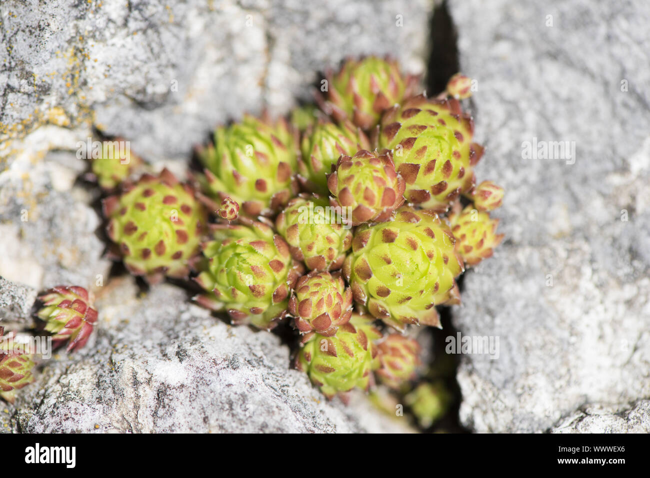 Houseleek hi-res stock photography and images - Alamy