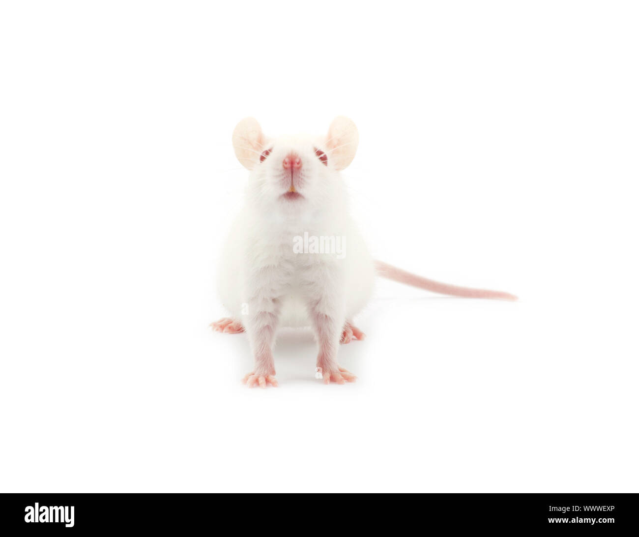 white rat isolated on white background Stock Photo - Alamy