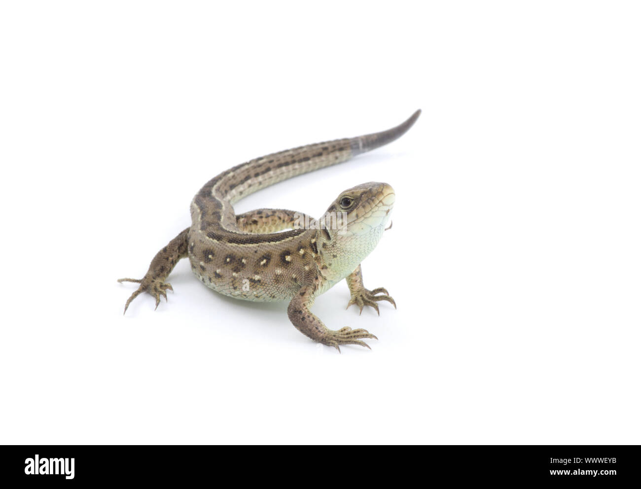 Small lizard isolated on white Stock Photo - Alamy