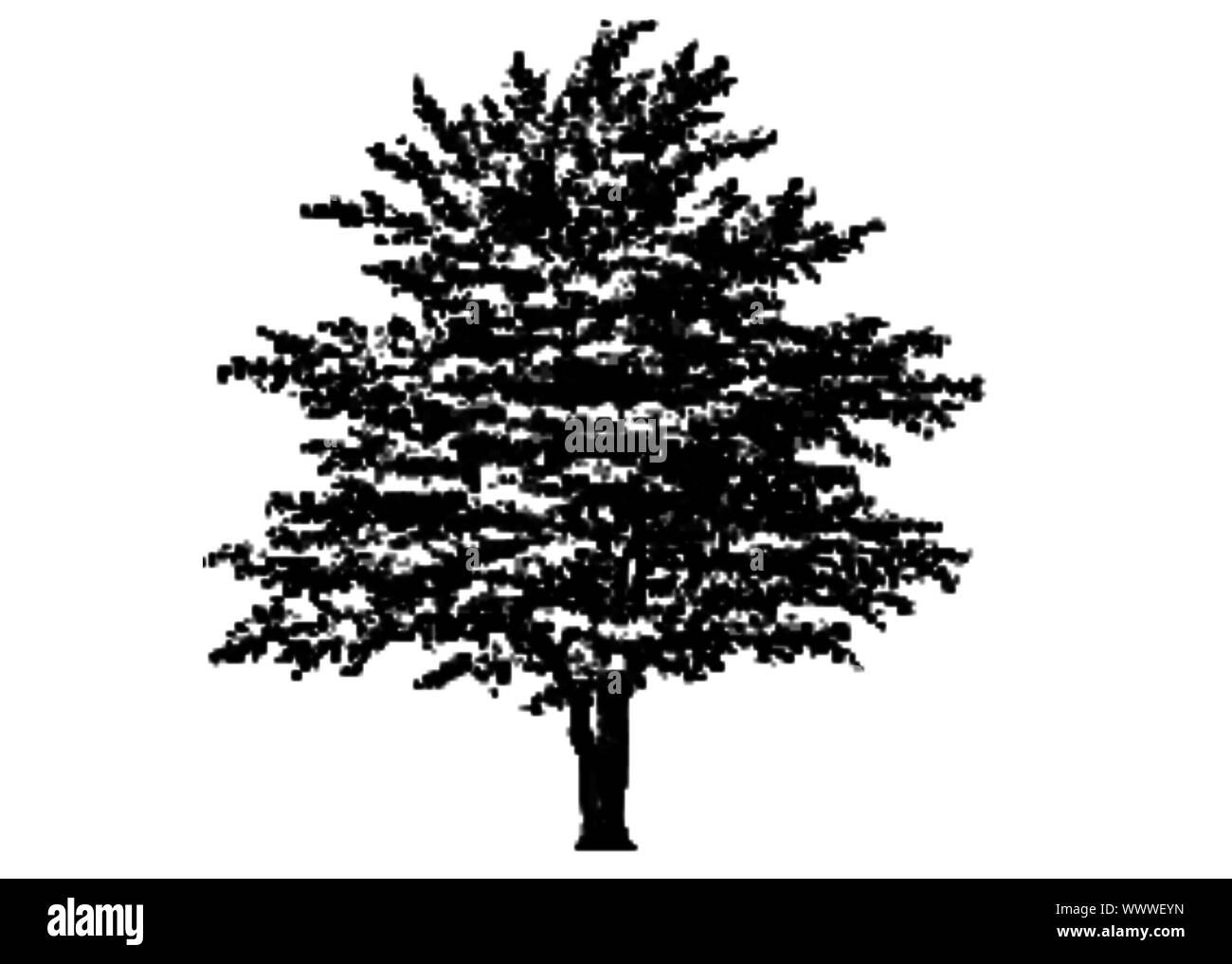 vector tree isolated on white Stock Photo - Alamy