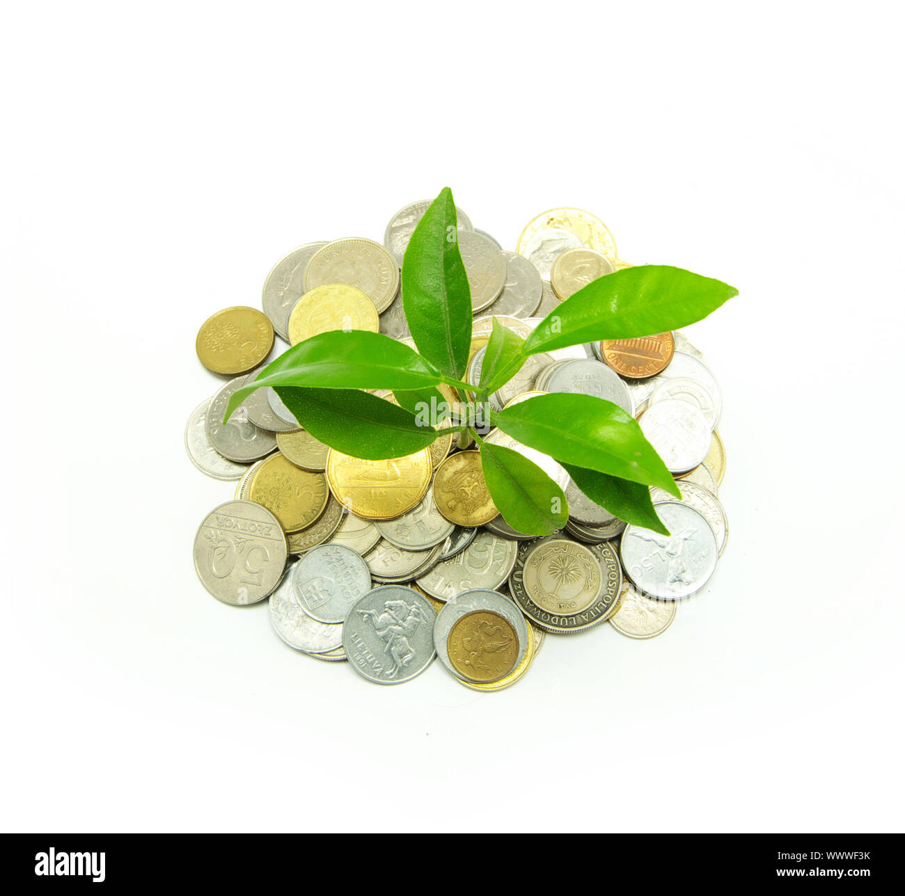 plant in coins isolated on white background Stock Photo - Alamy