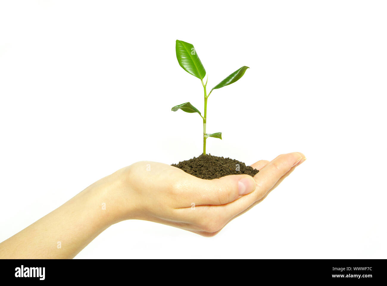 Hands holding sapling in soil on white Stock Photo - Alamy