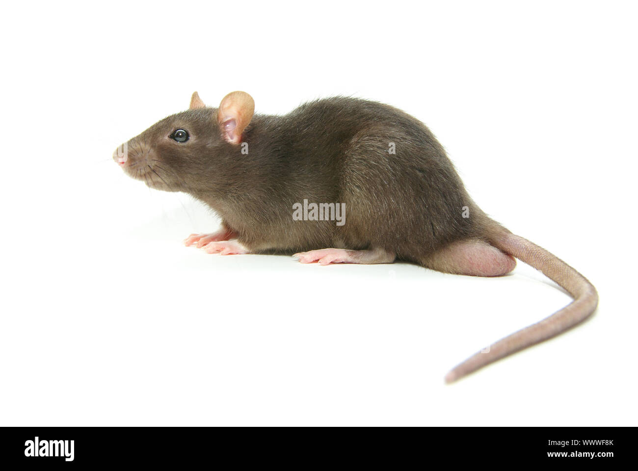 funny rat isolated on white background Stock Photo - Alamy