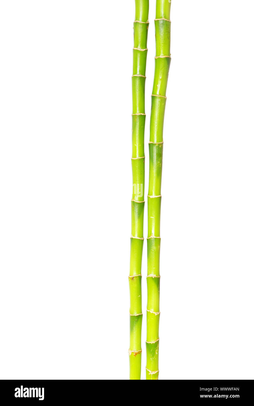 Bamboo isolated on a white background Stock Photo - Alamy