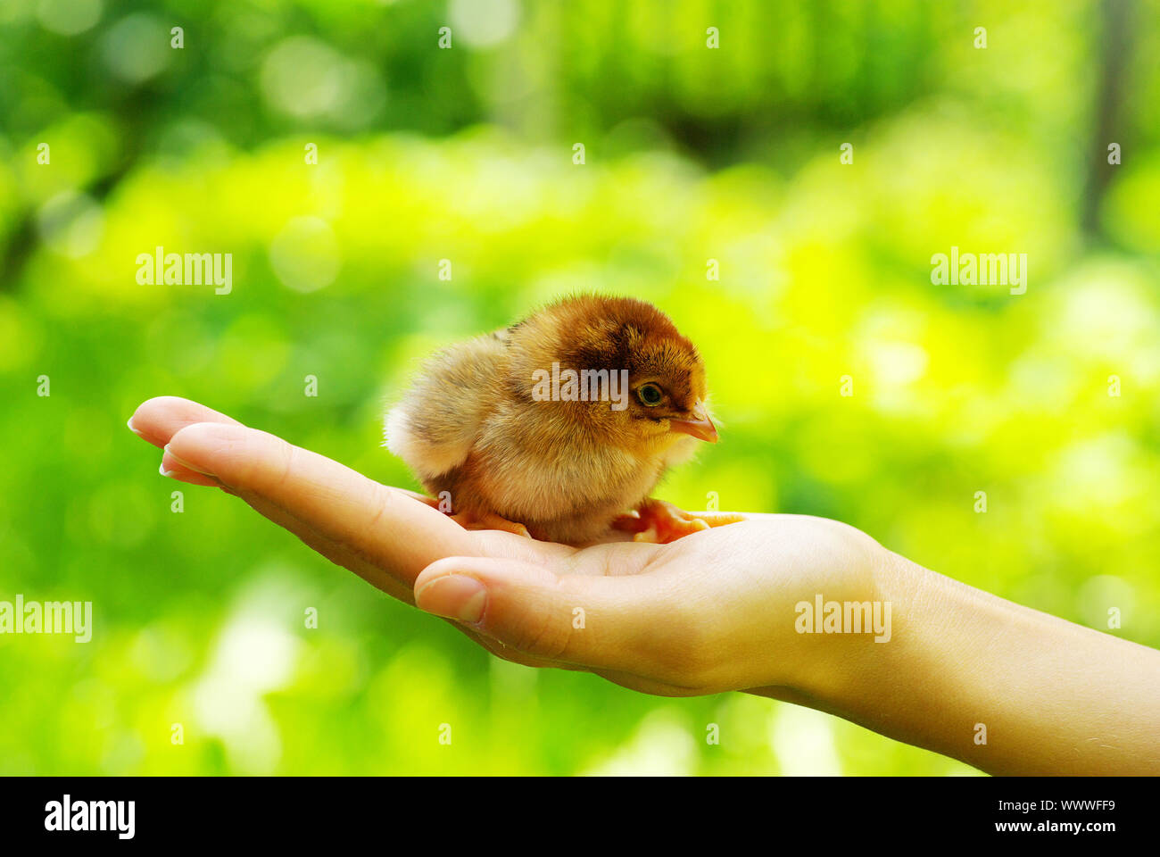 Hand hold caring for a small chicken Stock Photo - Alamy