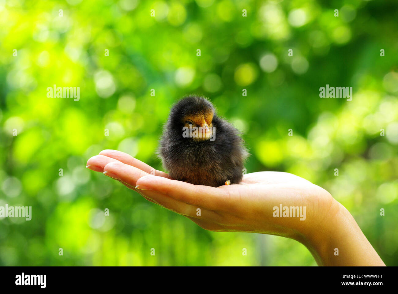 Hand hold caring for a small chicken Stock Photo - Alamy