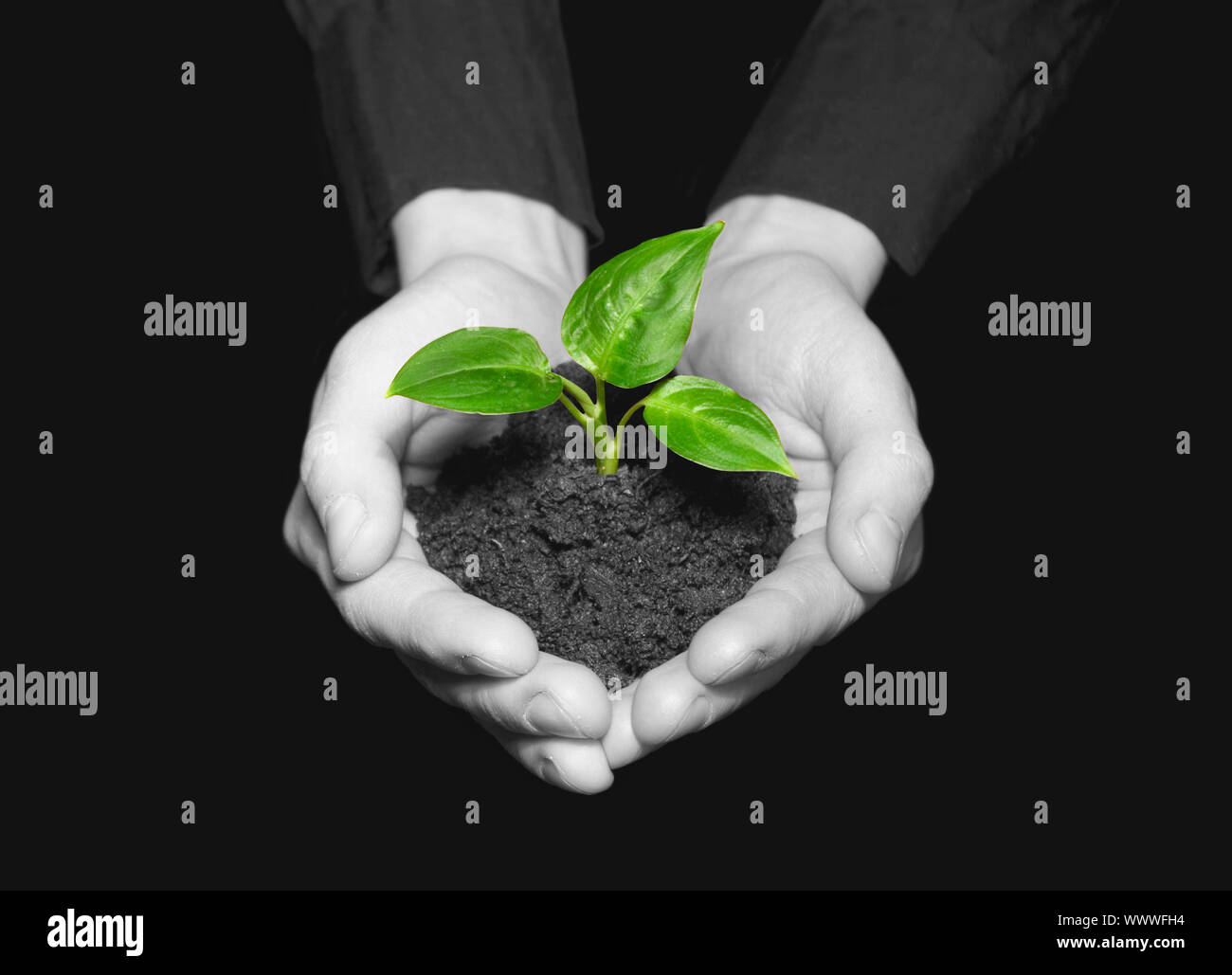 Hands holding sapling in soil Stock Photo - Alamy
