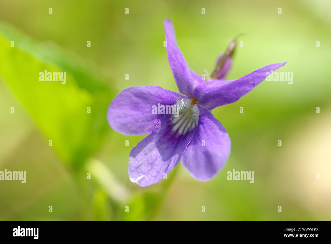 blue spring flower on the field Stock Photo - Alamy