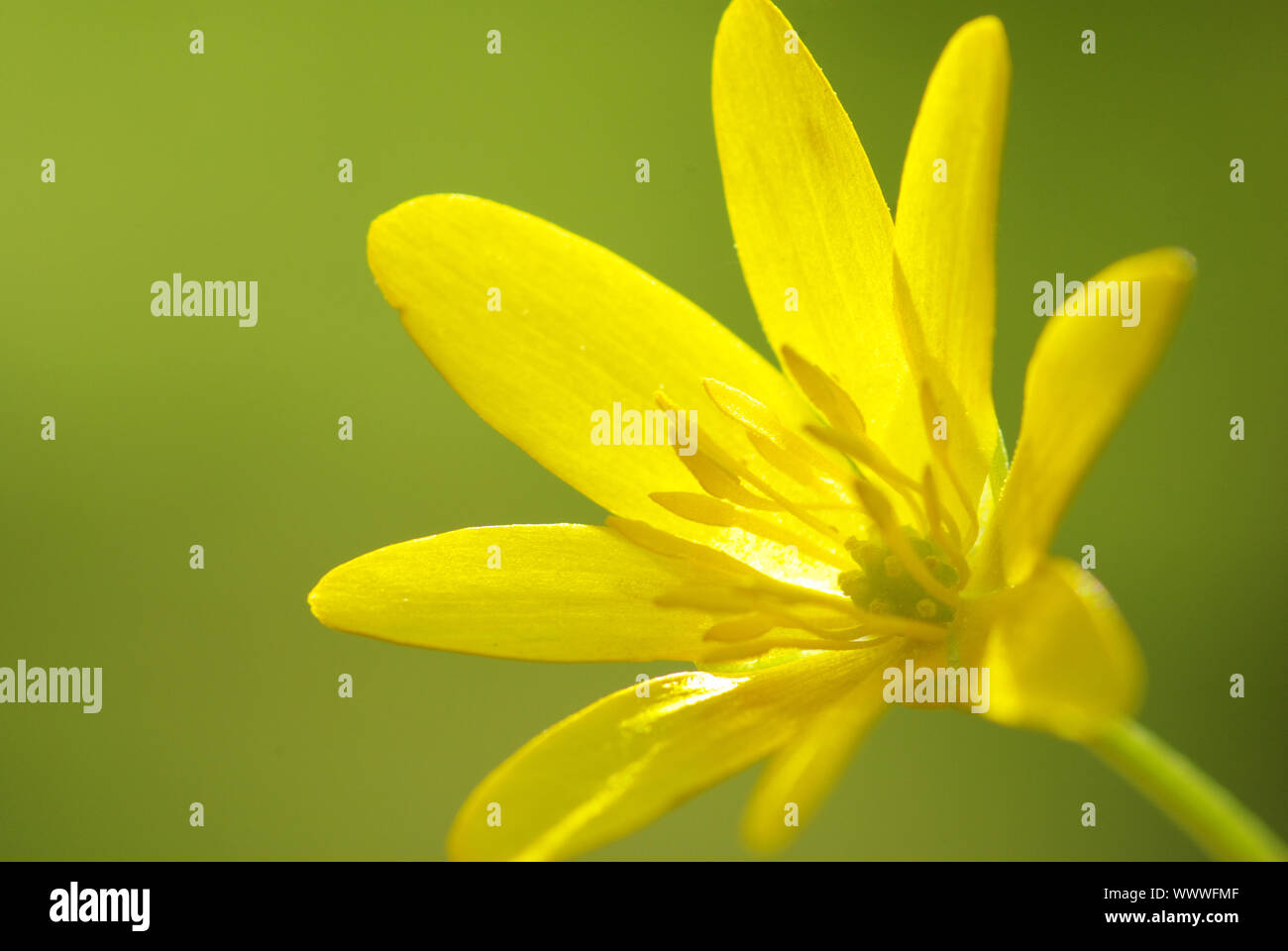 abstract yellow flowers on field Stock Photo - Alamy