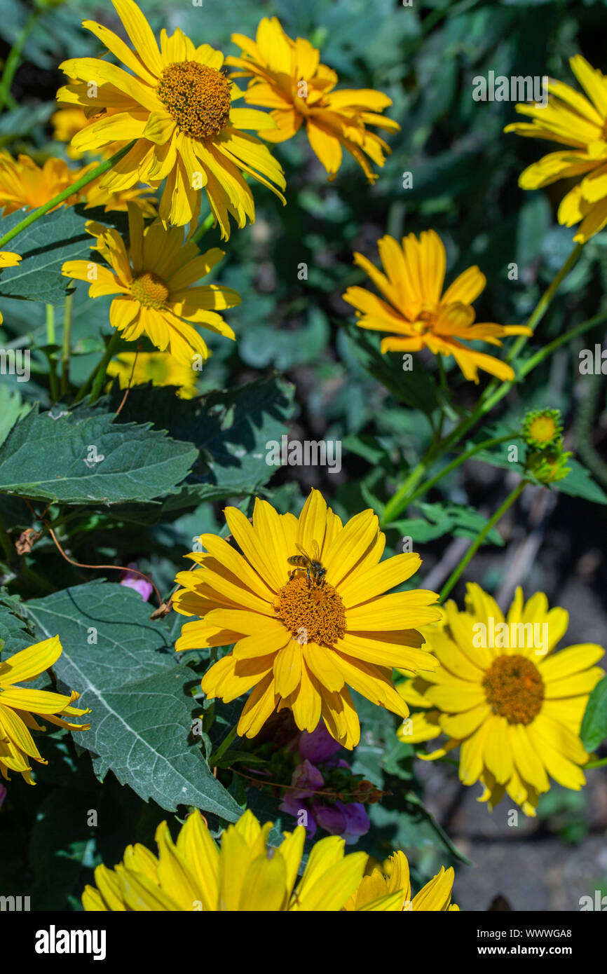 Heliopsis helianthoides bloom in yellow flowers. A herbaceous plant in ...