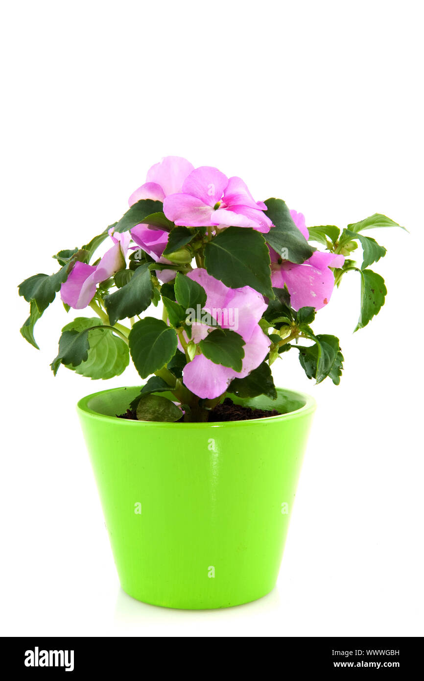 White impatiens in pot hi-res stock photography and images - Alamy