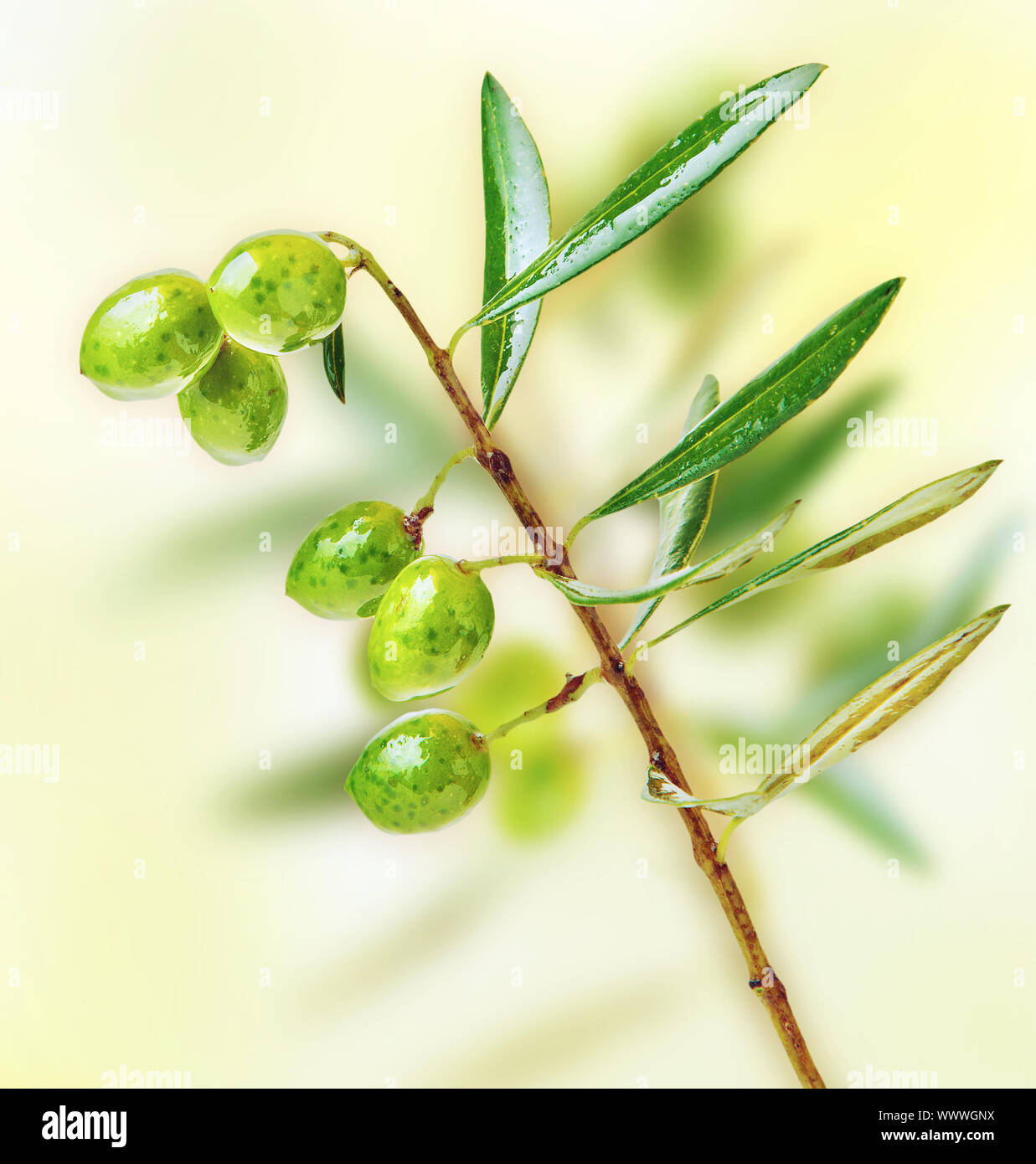 Fresh green olive tree branch, garden of fruits Stock Photo - Alamy