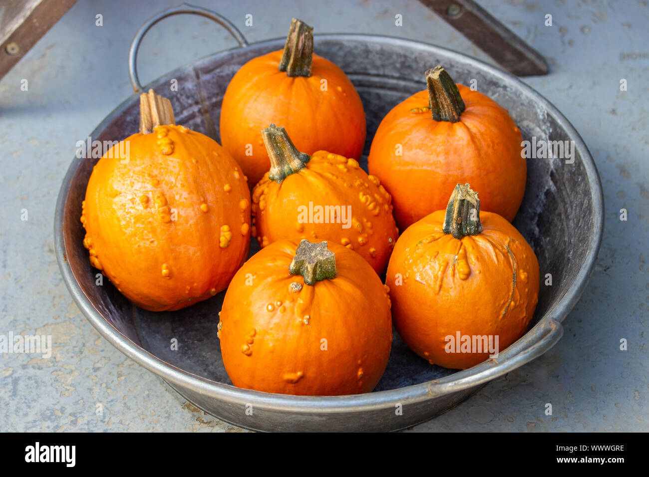Orange ripe Mandarin pumpkin, heap of pumpkins in a metal bowl ...