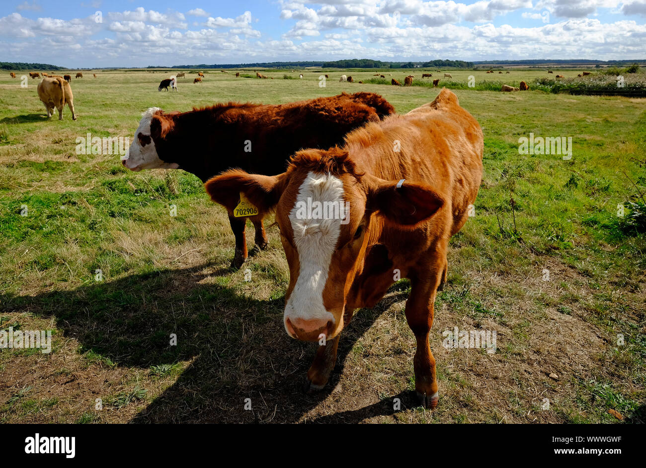 Holkham norfolk farm hi-res stock photography and images - Alamy
