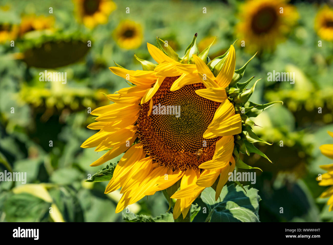 Garden filled with sunflowers hi-res stock photography and images - Alamy