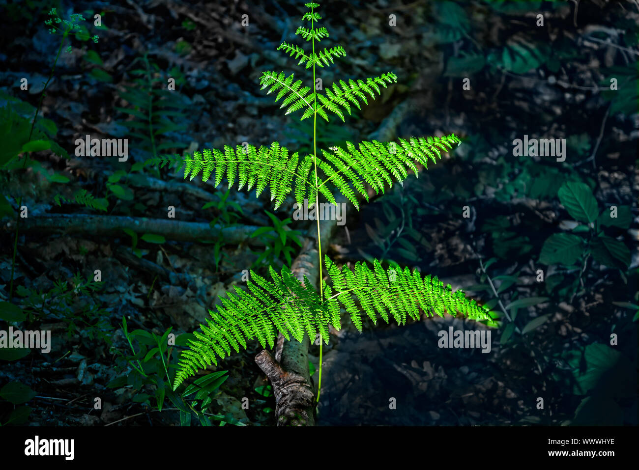 Fern branch and sunlight hi-res stock photography and images - Alamy