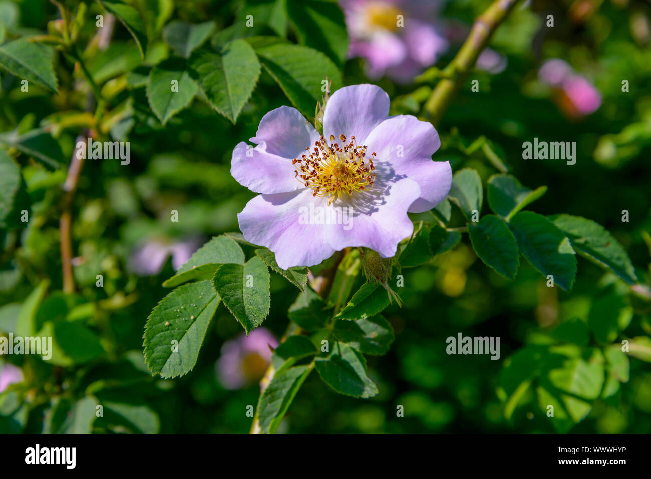 Rosehip or dog rose, Rosa canina Stock Photo - Alamy