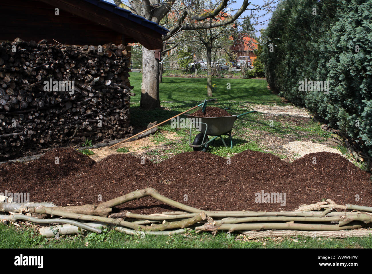 laying a big tree pit under a walnut tree with bark Stock Photo - Alamy