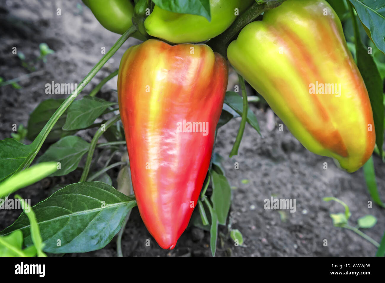 Fruits ripen hi-res stock photography and images - Alamy