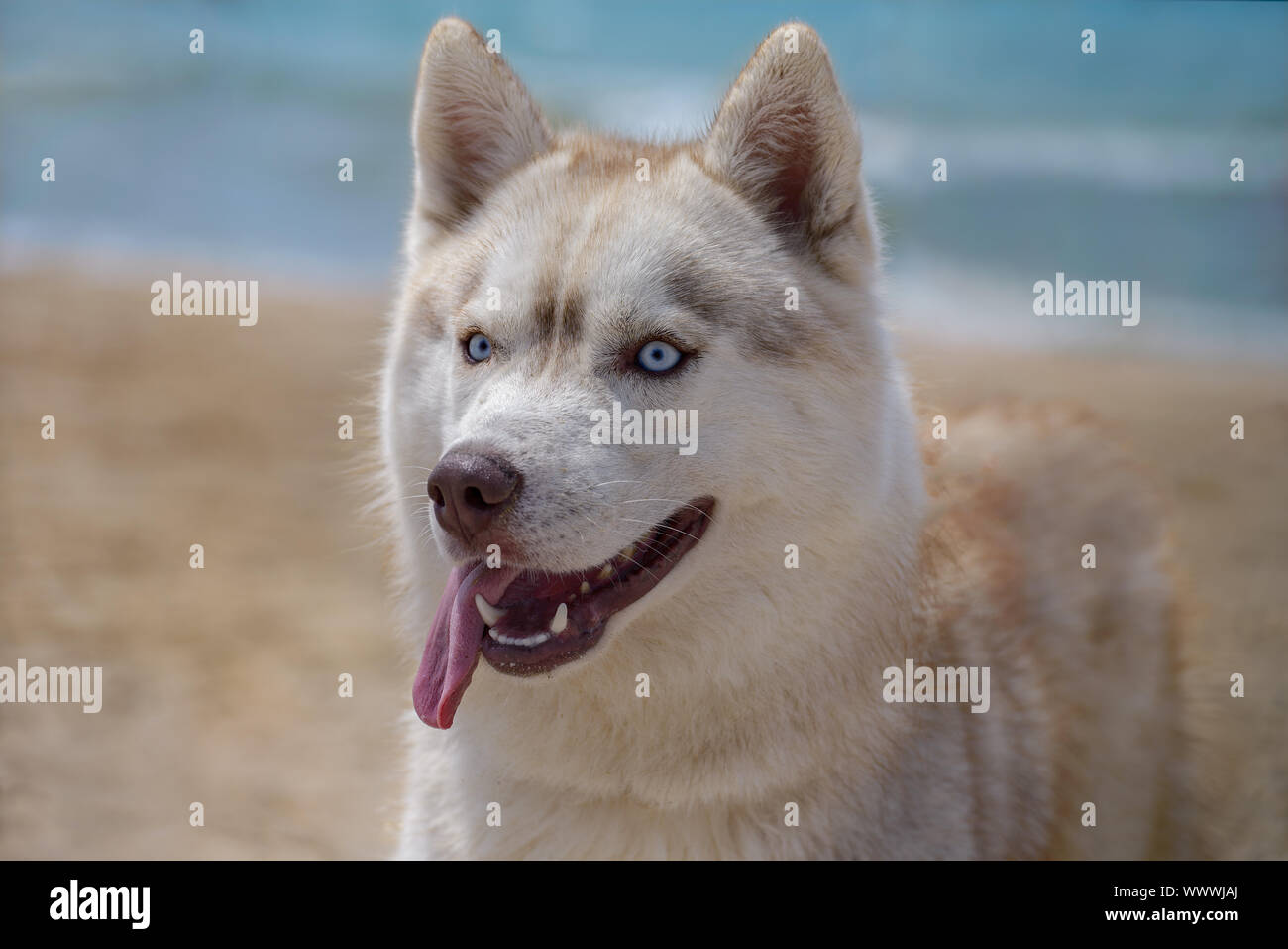 Husky breed dog Stock Photo - Alamy