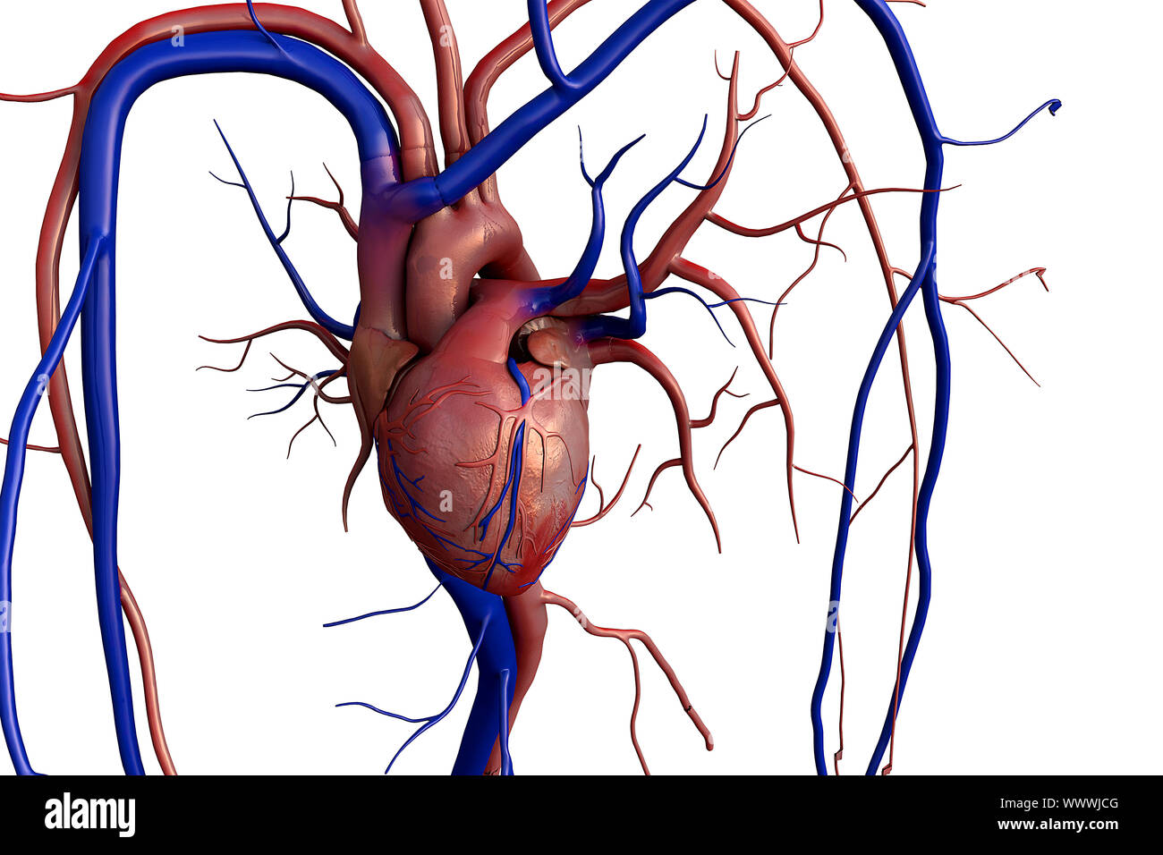 Human heart model, Full clipping path included, Human heart for medical ...
