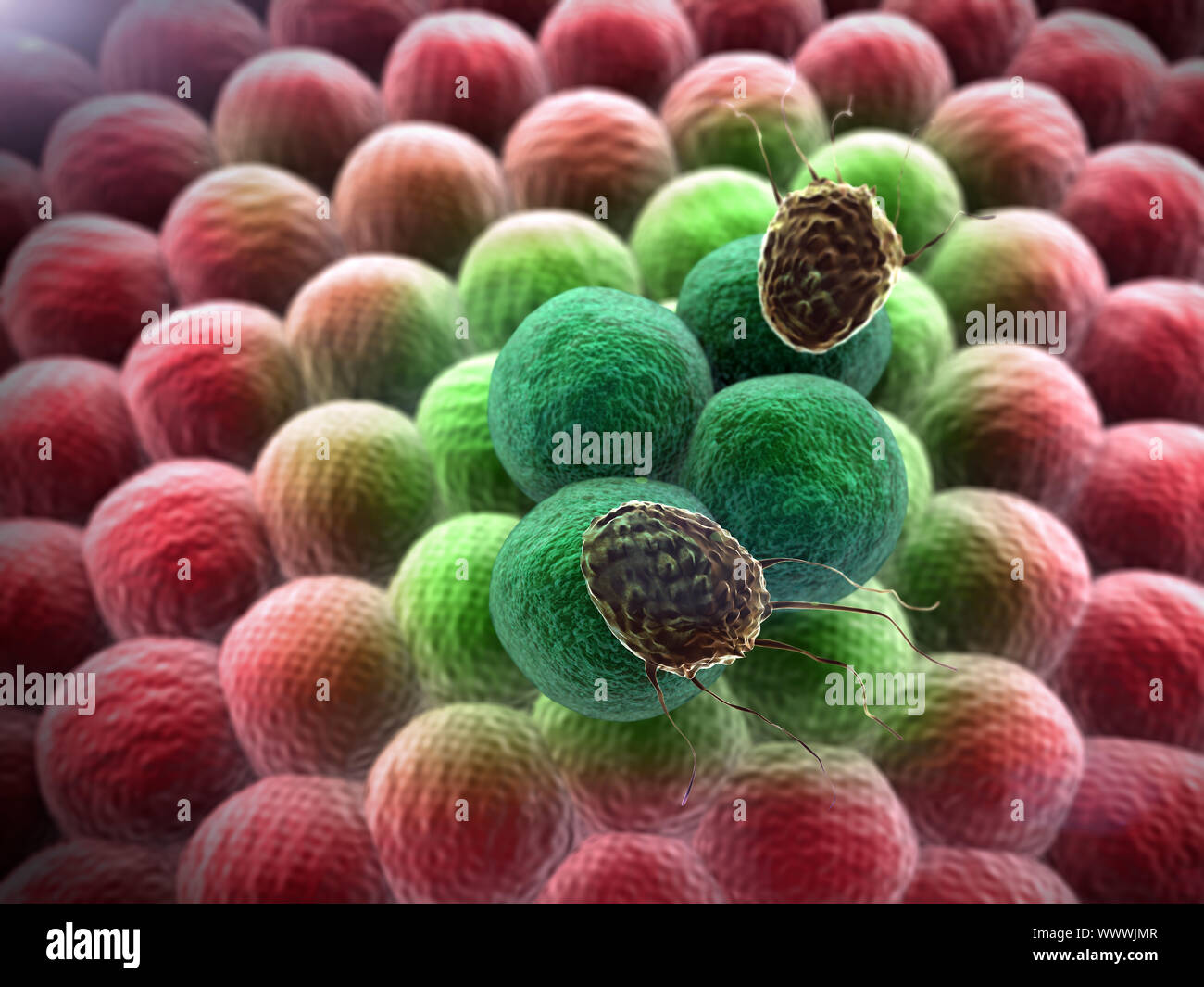 3d rendered cancer cell, Clusters of cells, T-lymphocytes attack a ...