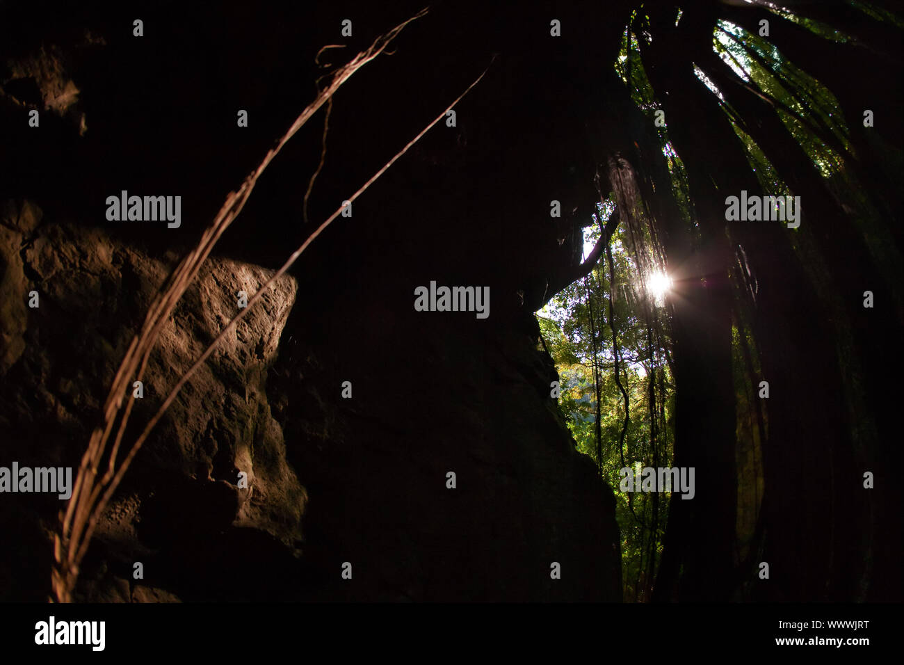 Fig tree roots long hi-res stock photography and images - Alamy