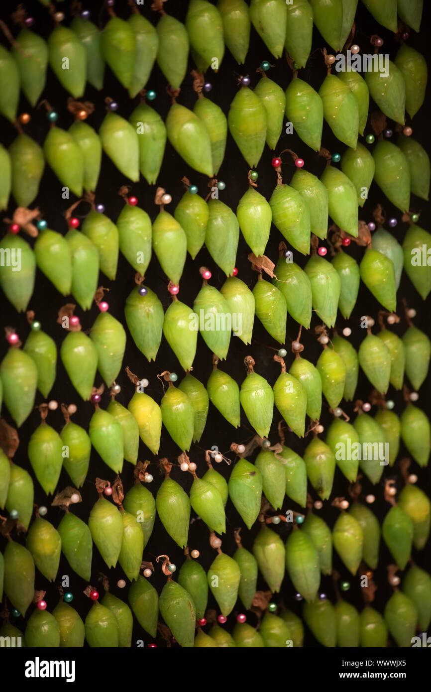 Group of cocoons held with pins waiting for Blue Morpho butterflies to ...