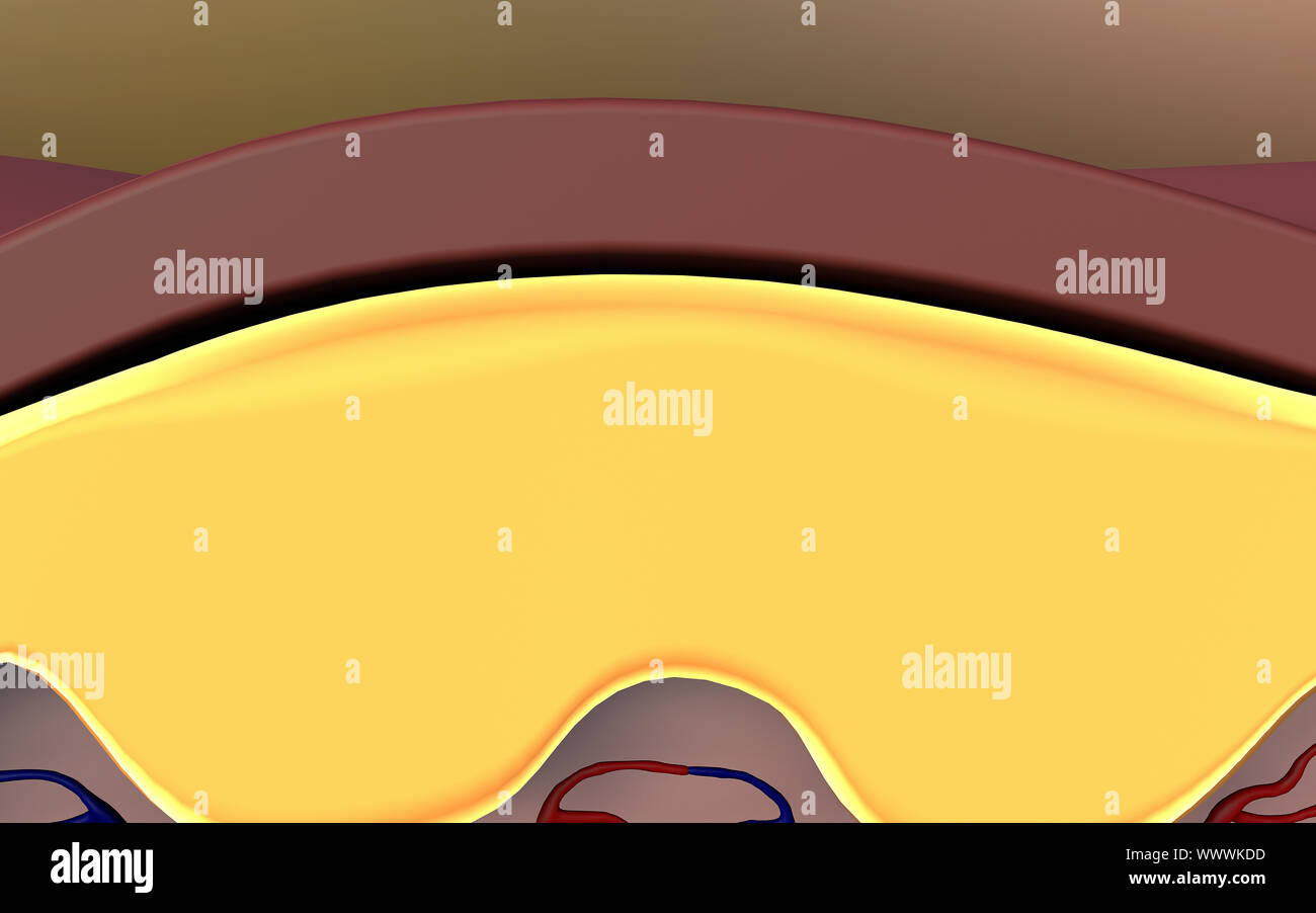 illustration of human leather anatomy, fat cells and vein, fat cells ...