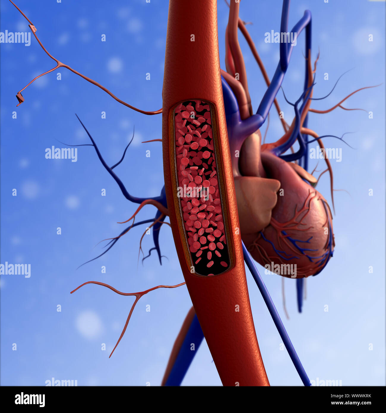 Contraction of blood vessels on a heart background, artery shown with a ...