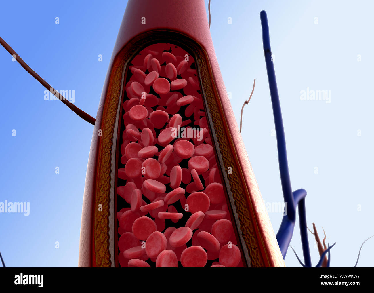 Contraction of blood vessels on a heart background, artery shown with a ...