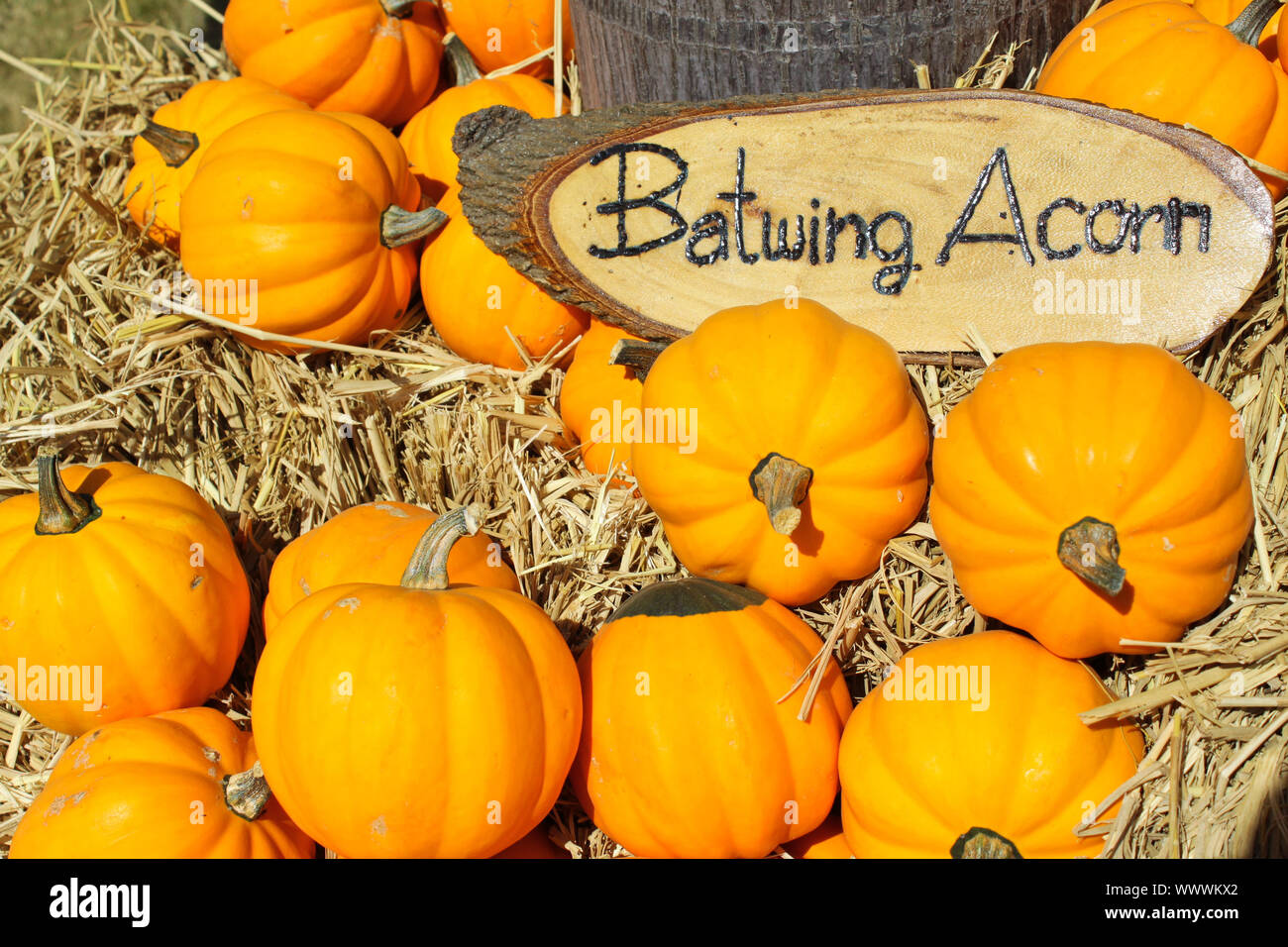Batwing hi-res stock photography and images - Alamy
