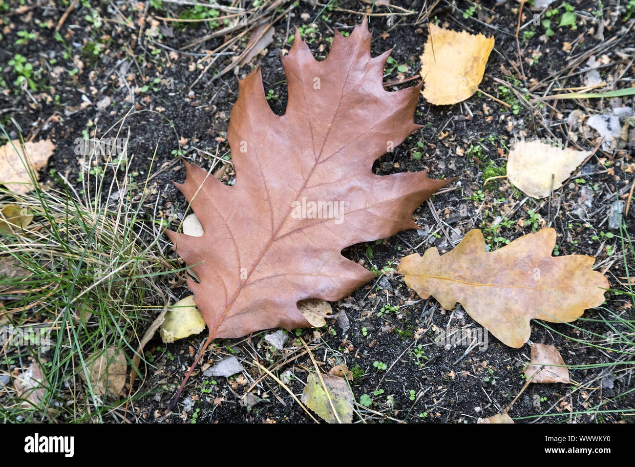 Autumn leaves, fallen from the trees to the ground Stock Photo - Alamy