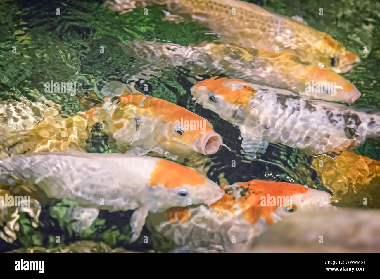 Ornamental carp hi-res stock photography and images - Alamy