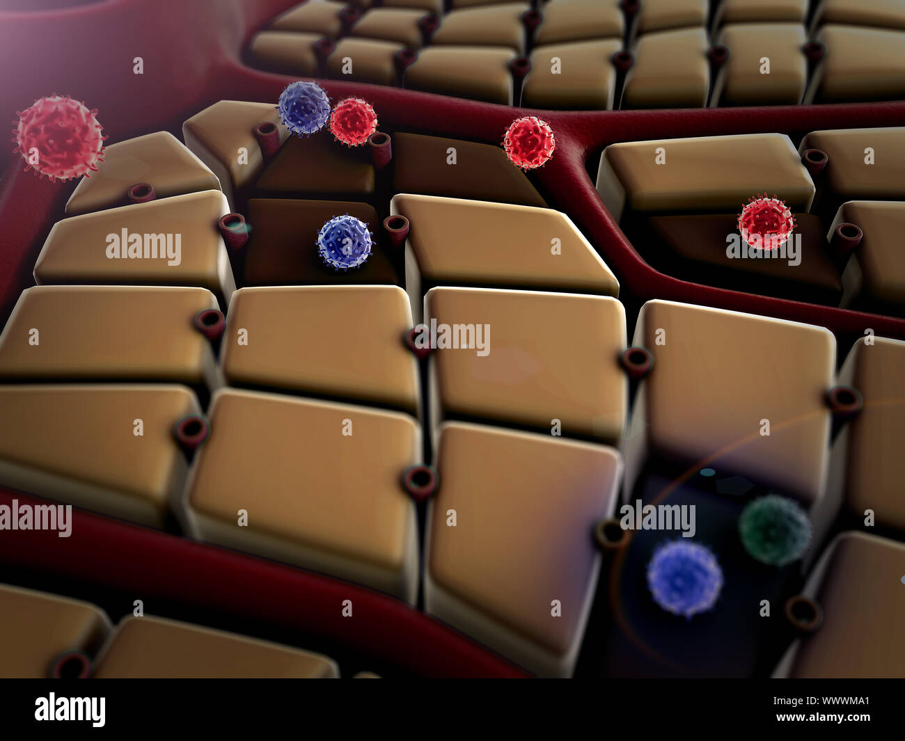 liver disease, virus attack the lungs, the process of infecting cells ...