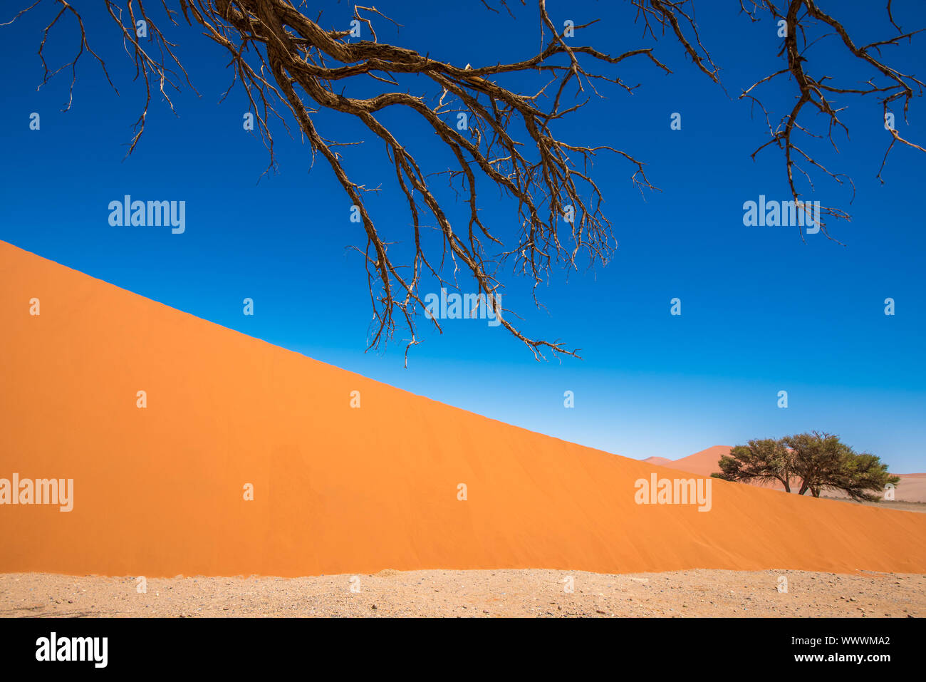 Dead Camelthorn Trees and red dunes in Sossusvlei, Namib-Naukluft ...