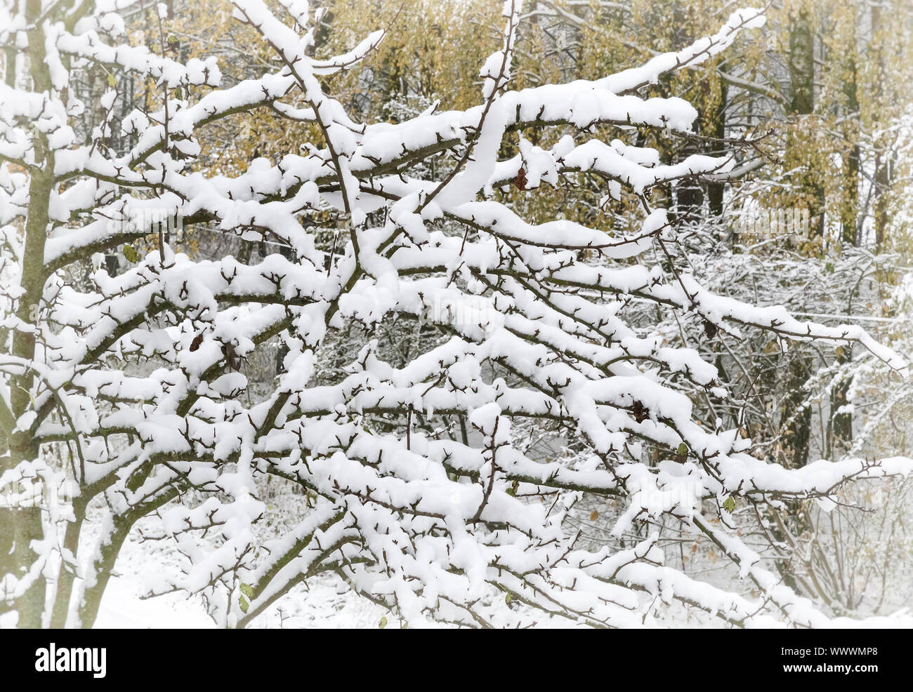 First snow on the branches of trees Stock Photo - Alamy